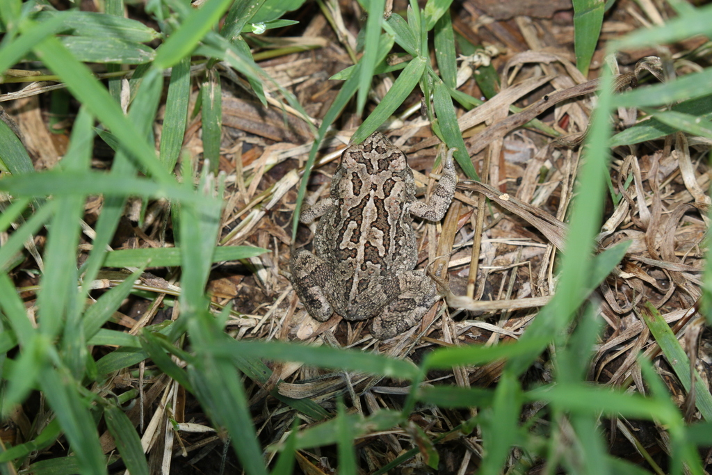 Fowler's Toad from Northeast Washington, Washington, DC, USA on August ...