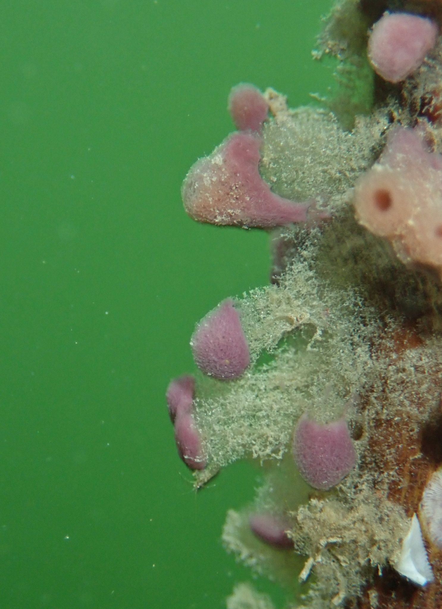 Chalinula molitba (de Laubenfels, 1949)