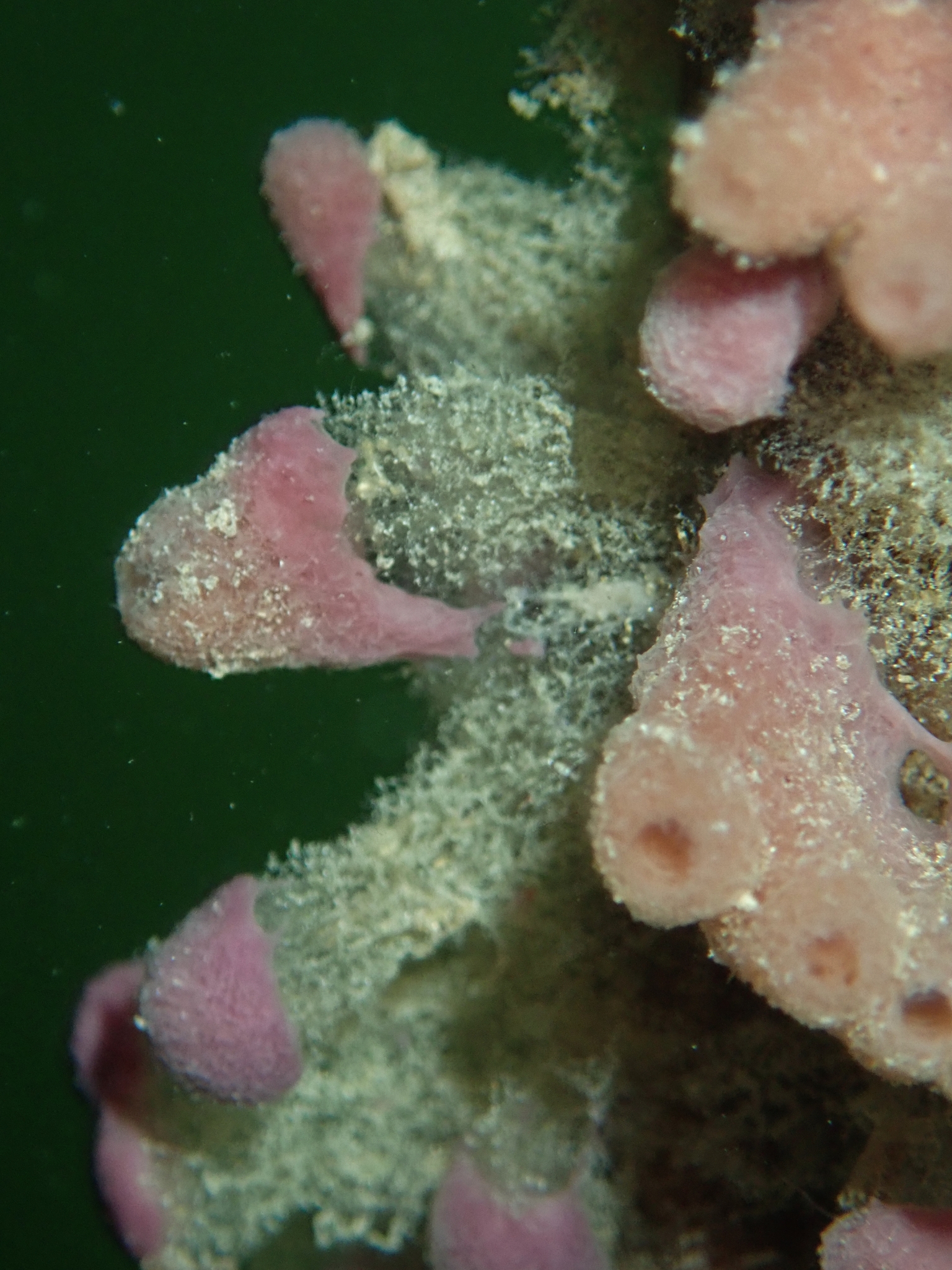 Chalinula molitba (de Laubenfels, 1949)