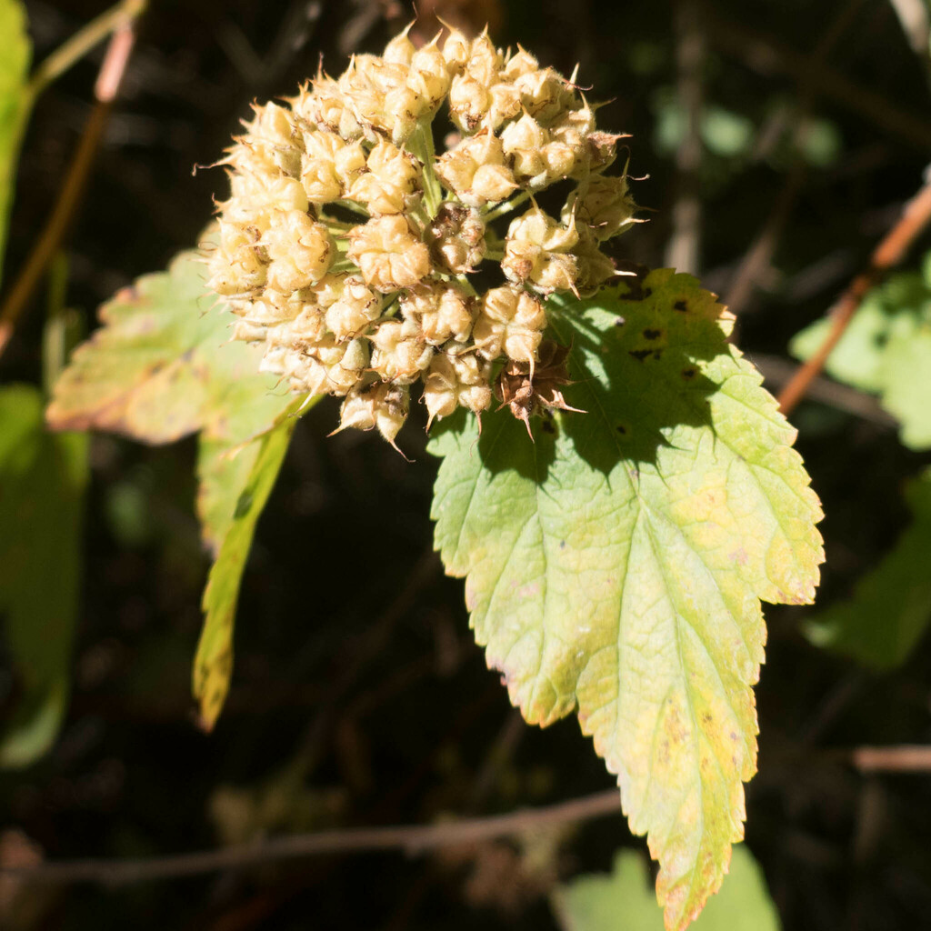 Pacific ninebark from Sibley Volcanic RP, CA, USA on August 06, 2022 at ...
