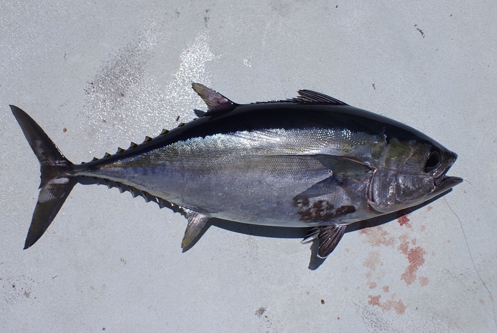Blackfin Tuna from North Atlantic Ocean on August 7, 2022 at 12:43 PM ...