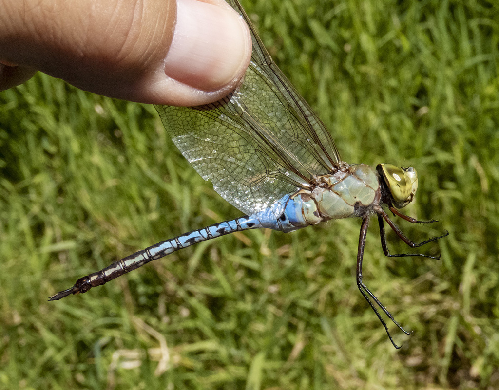 Common Green Darner from Cox Creek, Albany, Linn Co., Oregon on August ...
