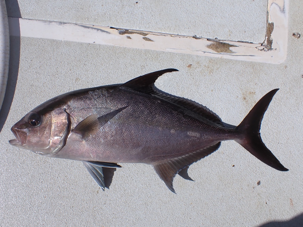 Highfin Amberjack from North Atlantic Ocean on August 7, 2022 at 10:12 ...