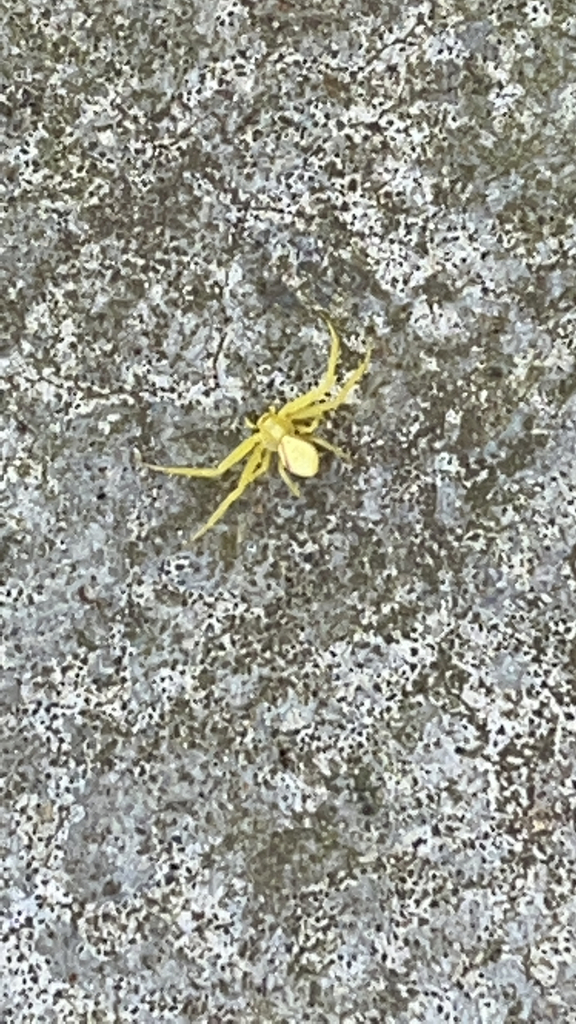 Goldenrod Crab Spider from Harbor Springs on August 5, 2022 at 04:07 PM ...