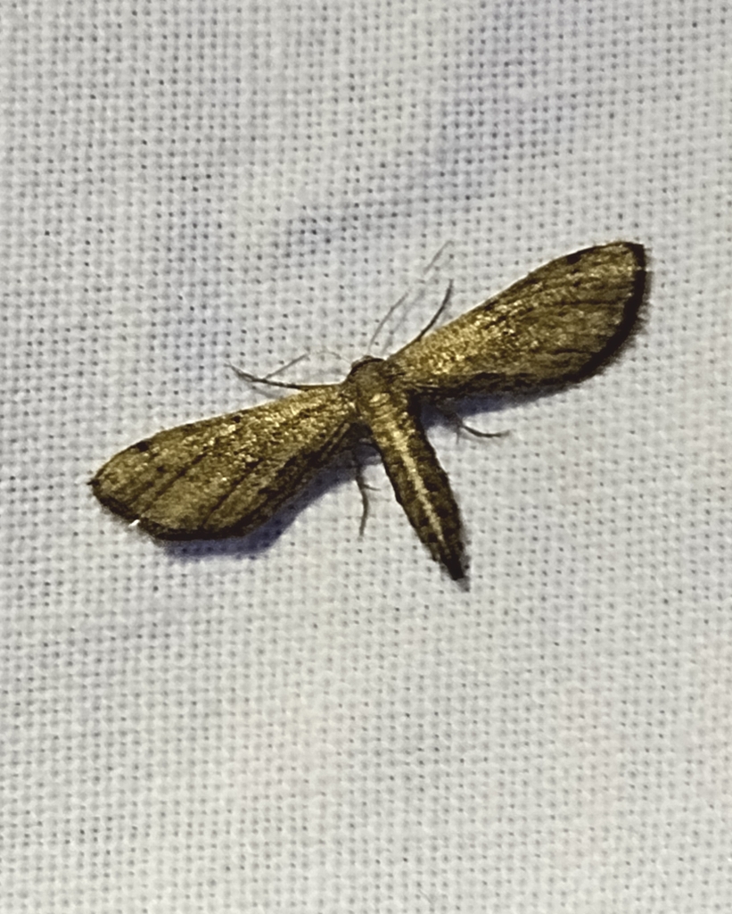 Euacidalia from New Houlka, MS 38850, USA on August 06, 2022 at 10:48 ...