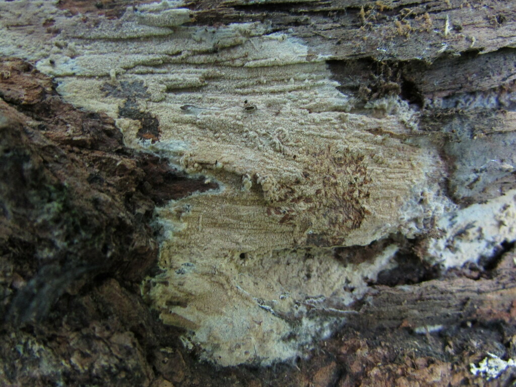 Hyphoderma setigerum from Eastampton Township, NJ 08060, USA on August ...