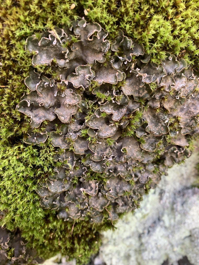 pelt lichens from Caribou-Targhee National Forest, Ashton, ID, US on ...
