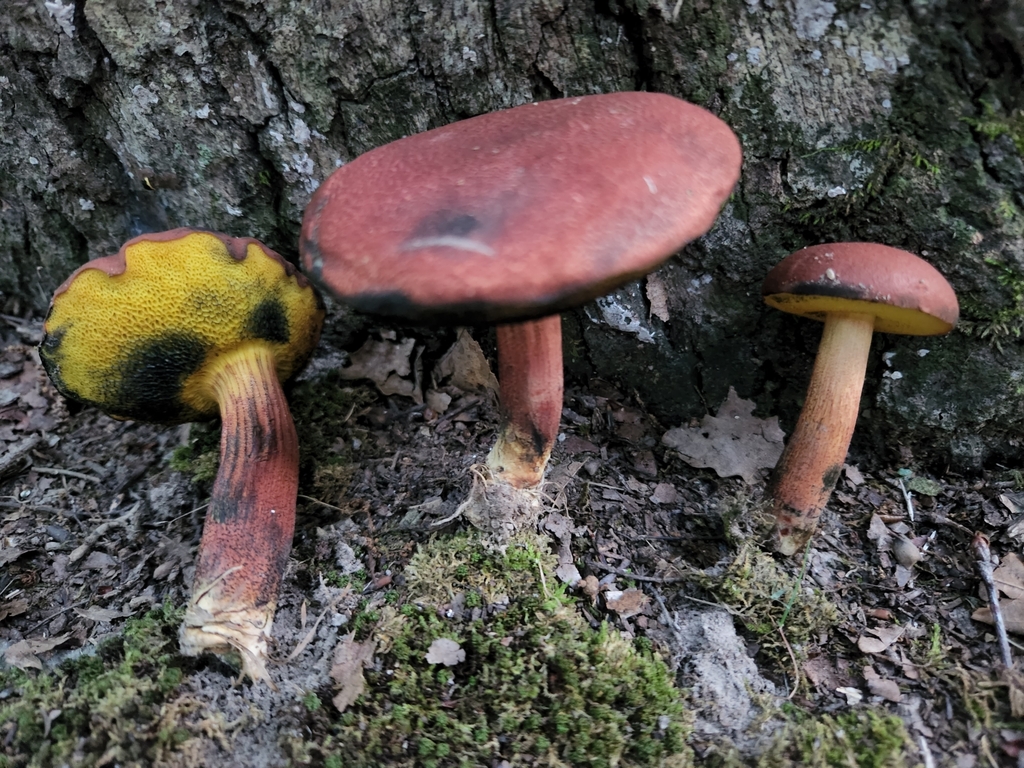 boletes and allies from Washington Township, IN, USA on August 07, 2022 ...