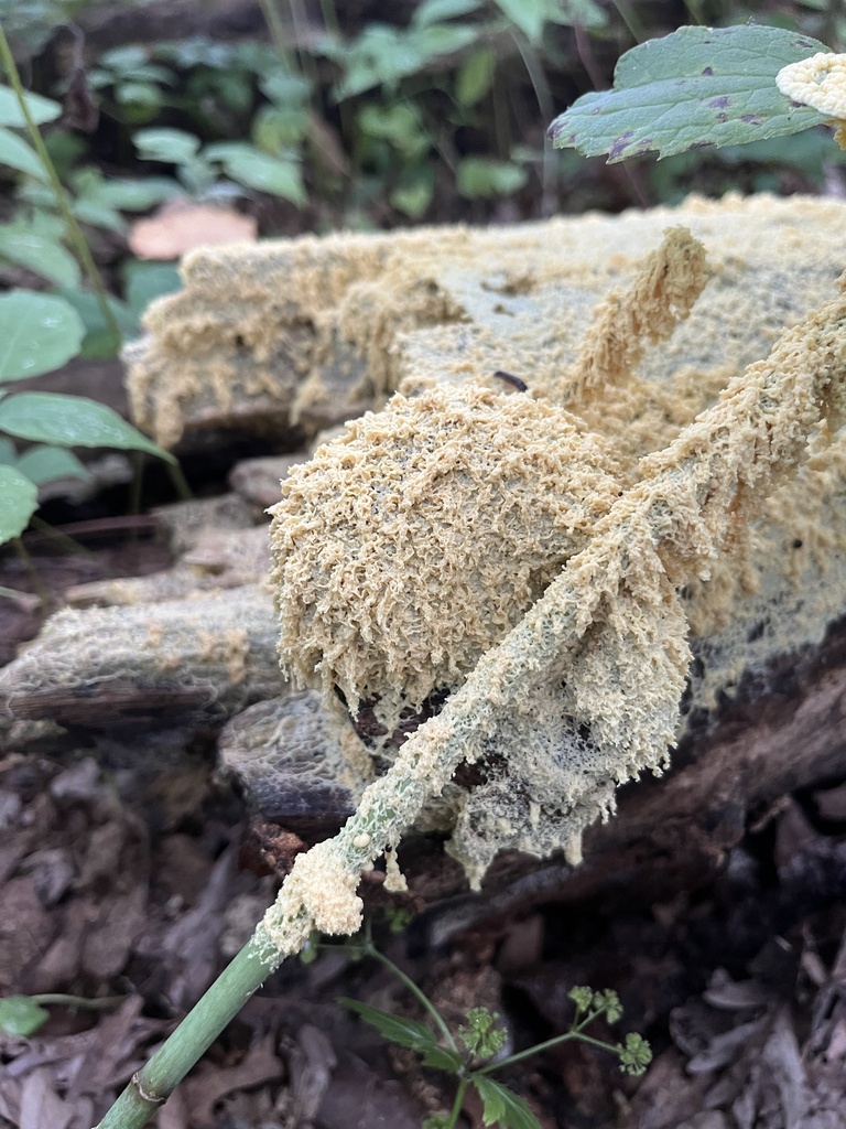 Dog Sick Slime Mould from Lake of the Woods County Park Rd, Mahomet, IL ...
