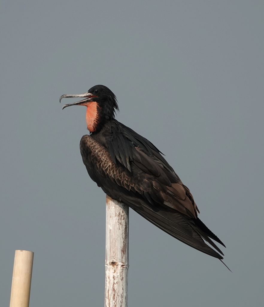Christmas Island Frigatebird in August 2022 by desertnaturalist ...