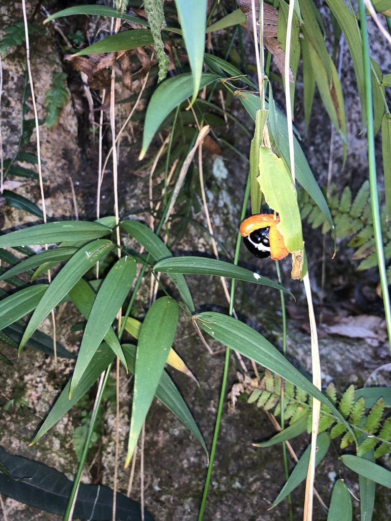 Wombat Berry from Nightcap National Park, Whian Whian, NSW, AU on ...