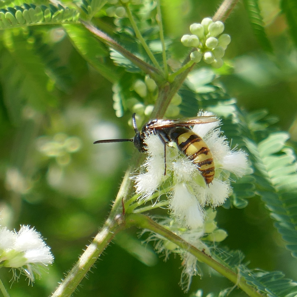 Scoliid Wasps from Pima County, AZ, USA on August 07, 2022 at 03:09 PM ...