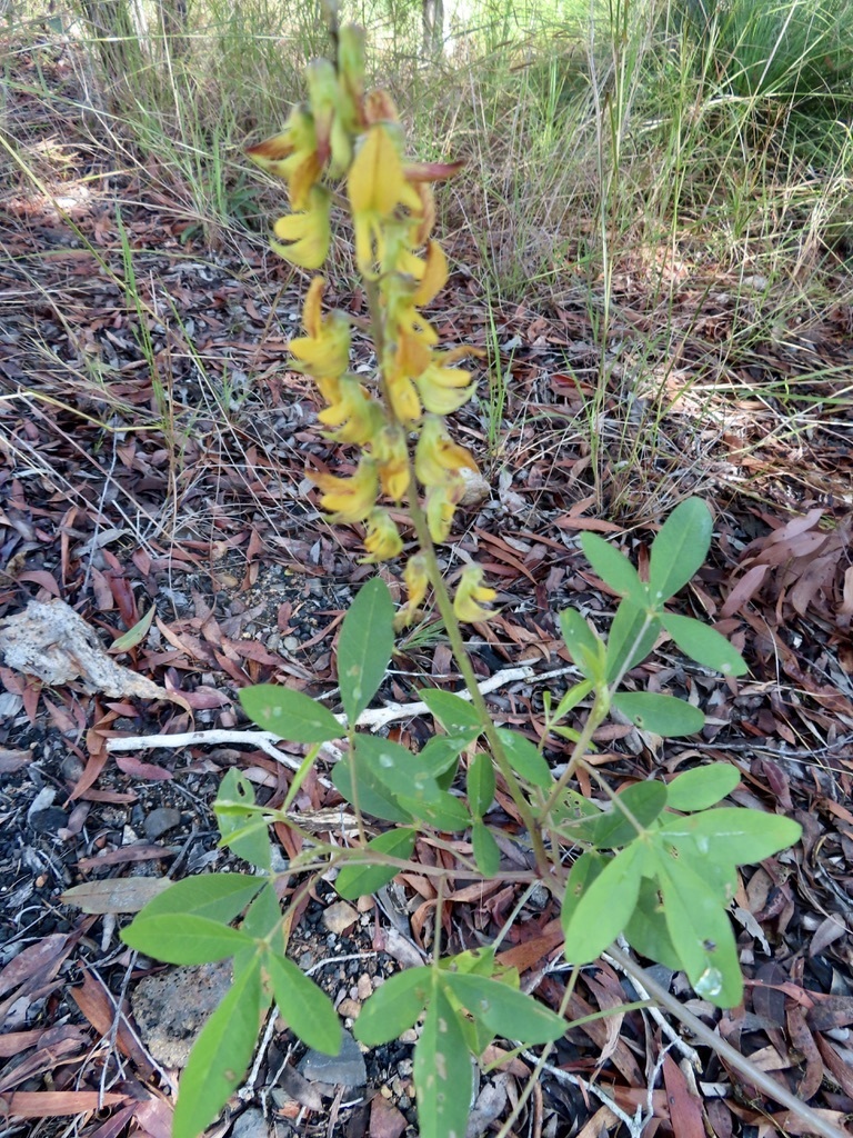 Rattlepods from Walliebum QLD 4655, Australia on August 07, 2022 at 09: ...