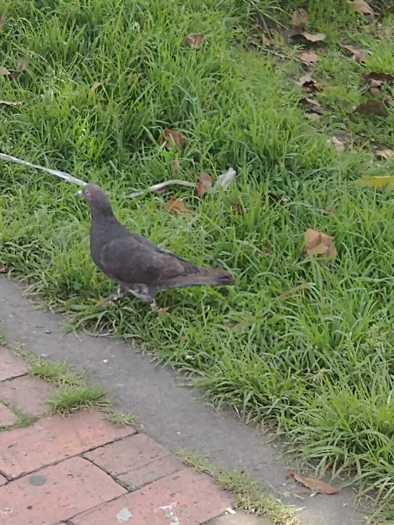 Paloma doméstica desde Calle 171 S/N, Suba, Cl. 171, Bogotá, Colombia ...
