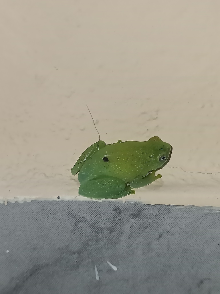 Hatchet-faced Tree Frogs from Sítio dos Pintos, Recife - PE, Brasil on ...