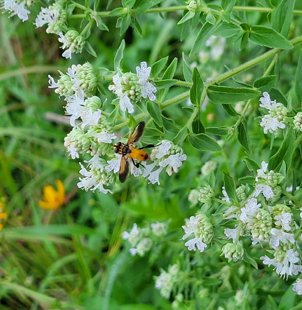 Feather-legged Flies from 25118 County Rd 17, Winona, MN 55987, USA on ...