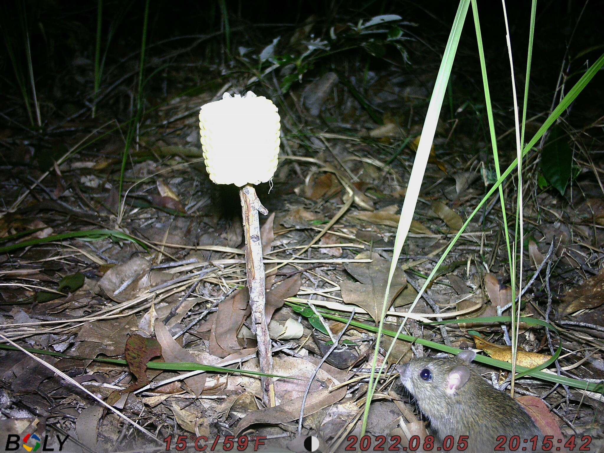 Rattus tunneyi (Thomas, 1904)