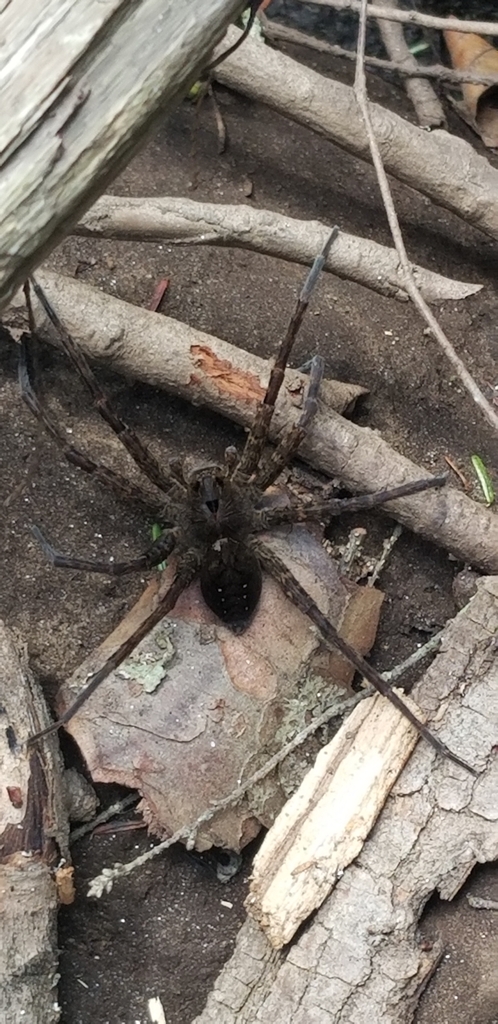 Banded Fishing Spider from Fall Mountain, Plymouth, CT, USA on August 7 ...