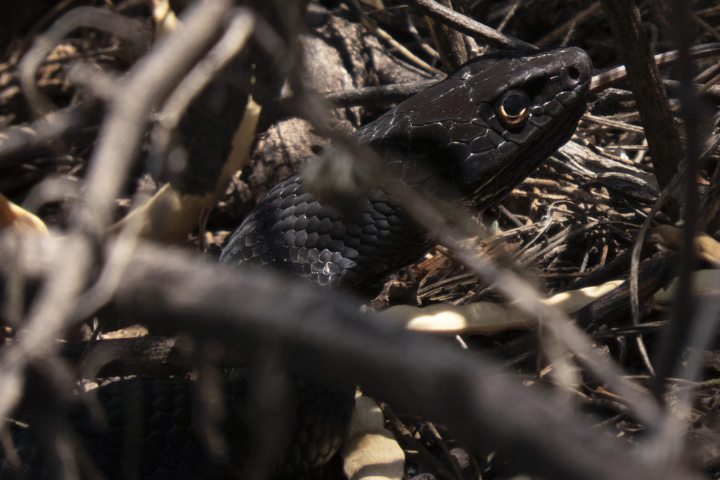 Coachwhip from 9422 E Wrightstown Rd, Tucson, AZ 85715, USA on August 3 ...