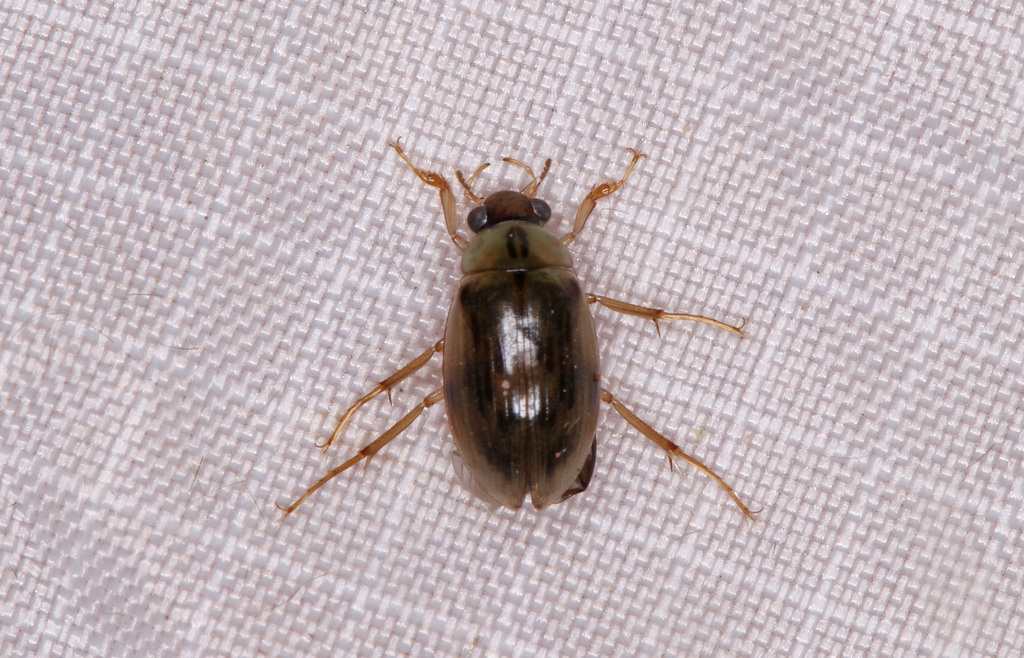 Berosus in July 2022 by mikeburchett · iNaturalist