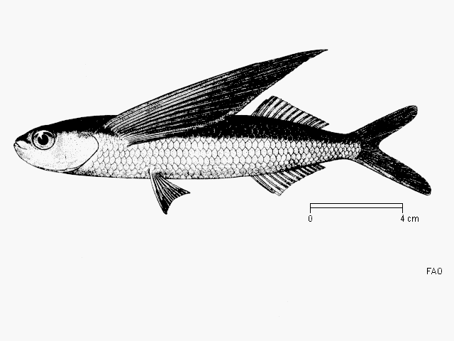 Barbel Flyingfish (Exocoetus monocirrhus) - Marine Life Identification