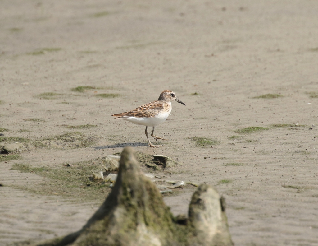 Least Sandpiper from Toledo, OH, USA on August 07, 2022 at 11:48 AM by ...
