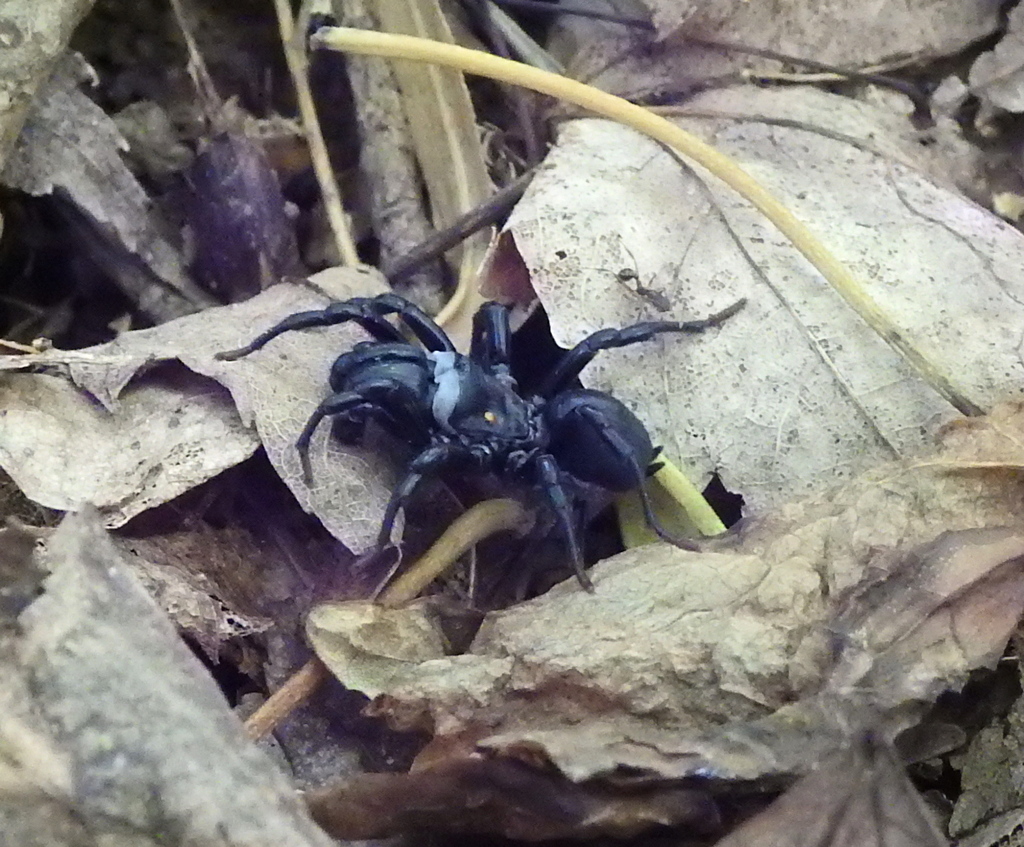 Black Purseweb Spider from Hocking County, OH, USA on June 5, 2022 at ...