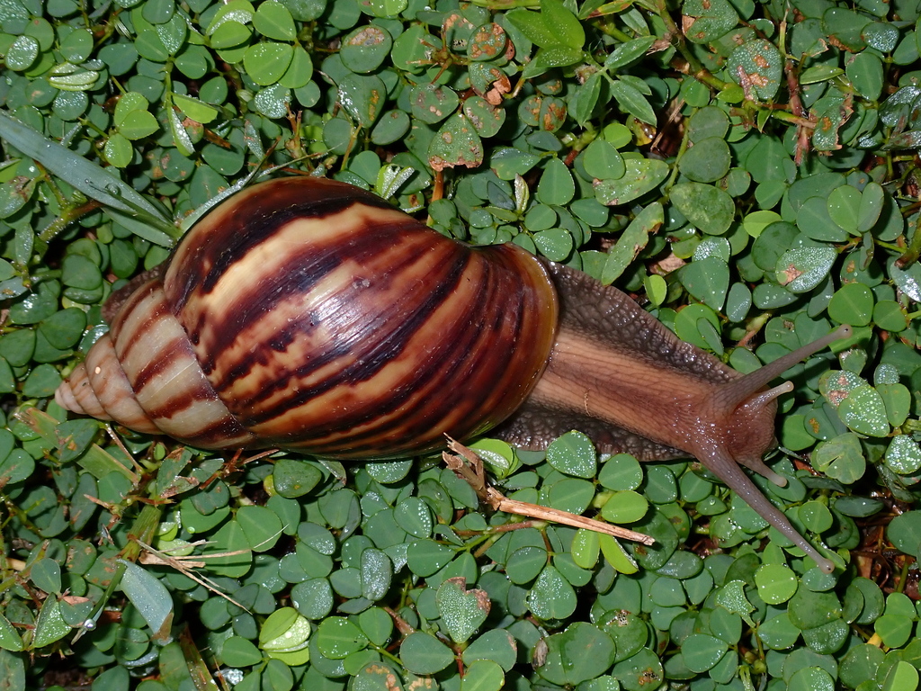 African Giant Snail from 1-Ban Phon Ngam, Udon Thani, Thaïlande on ...