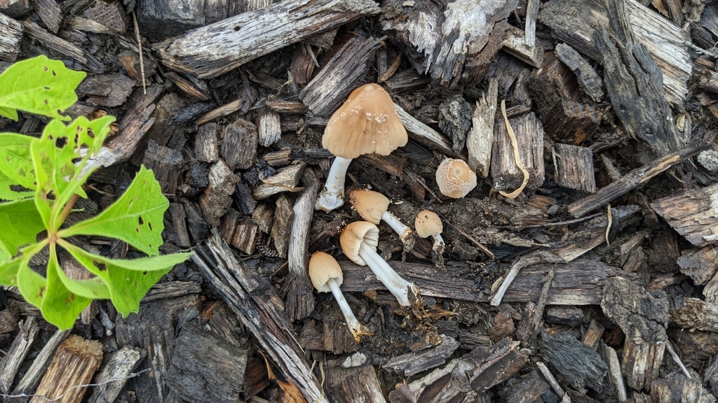 Coprinellus radians from Burns Harbor, IN, USA on August 07, 2022 at 05 ...