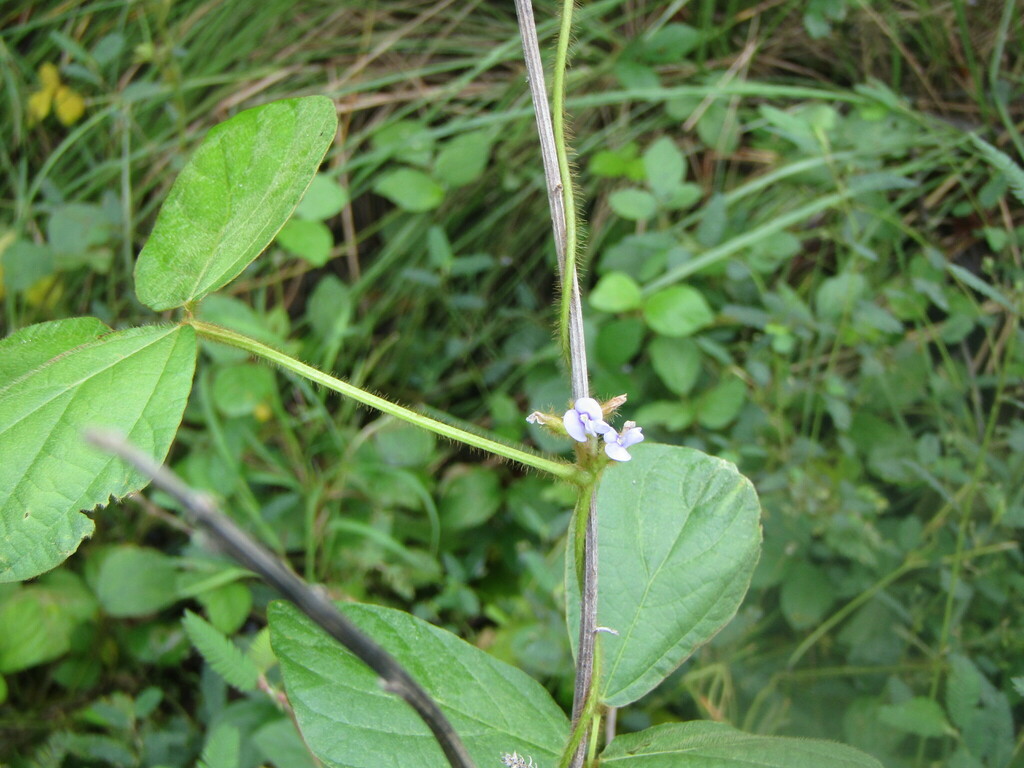 Calopo from Poty, Paulista - PE, Brazil on August 07, 2022 at 05:02 AM ...