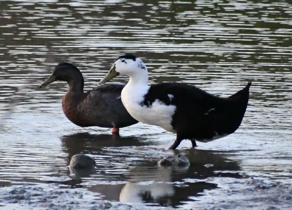 Domestic Mallard from South Side, Corpus Christi, TX, USA on August 07 ...