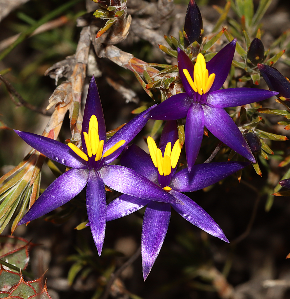 (Calectasia valida) - Botanical Realm