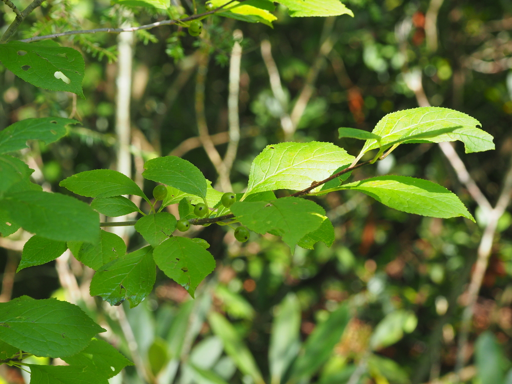 long-stalked holly in August 2022 by Denise Williams · iNaturalist