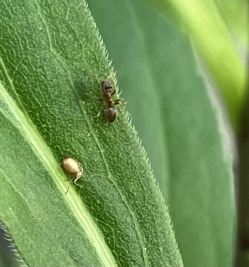 Turfgrass Ant in August 2022 by finder21 · iNaturalist