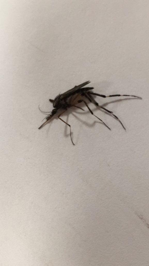 Gallinipper from Adrian on August 07, 2022 at 08:57 PM by William ...