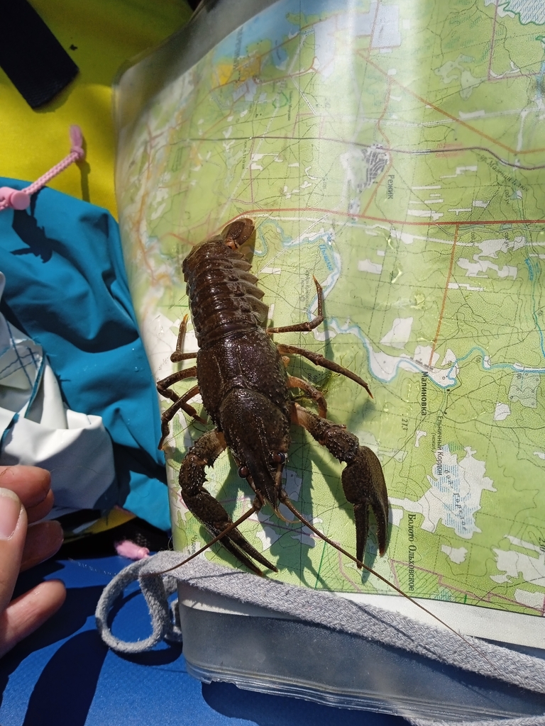 Turkish Crayfish from Свердловская обл., Россия, 624250 on August 6 ...