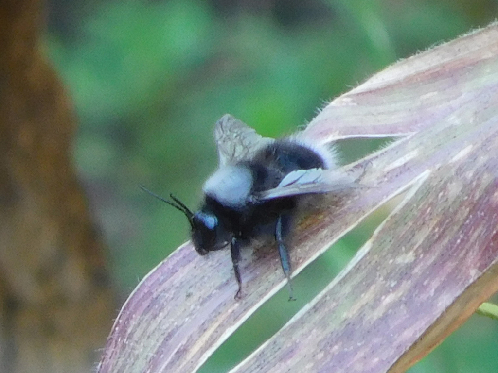 Gray-backed Bumble Bee from Latacunga, Cotopaxi, Ecuador on August 01 ...