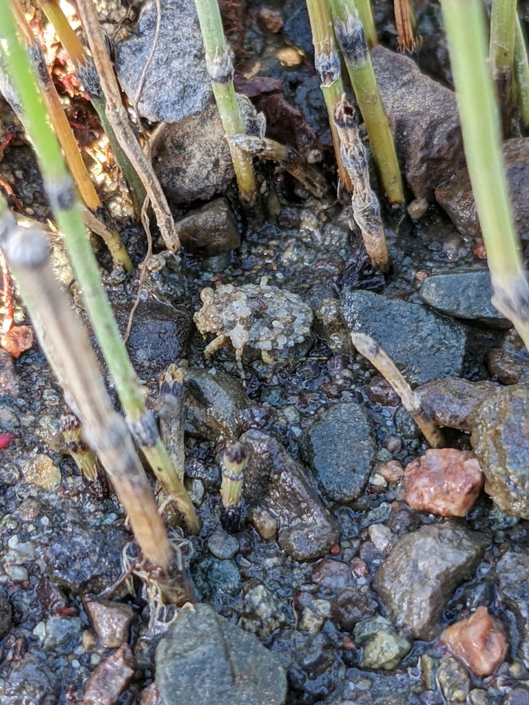 Big-eyed Toad Bug from Ventura, CA 93001, USA on August 07, 2022 at 05: ...