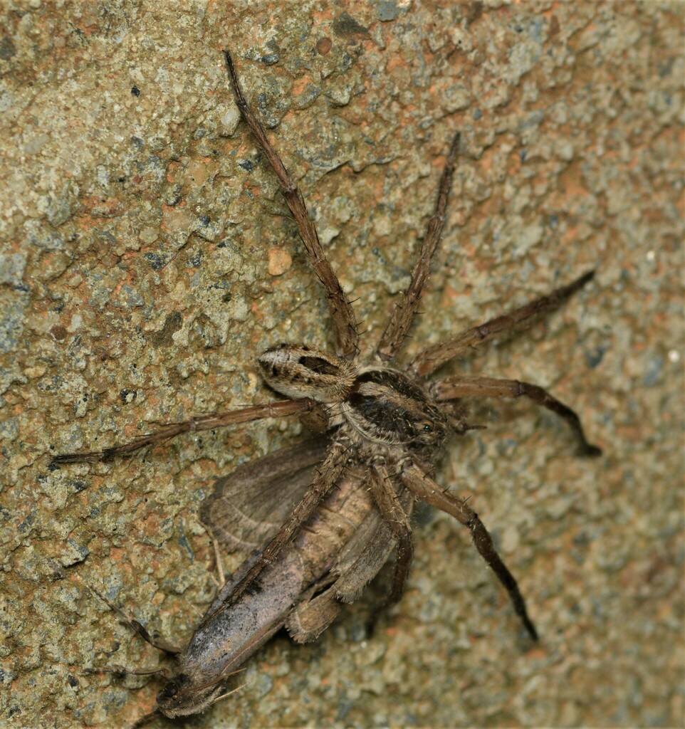 lance wolf spider from Rural Hall, NC, USA on July 14, 2022 at 11:44 PM ...