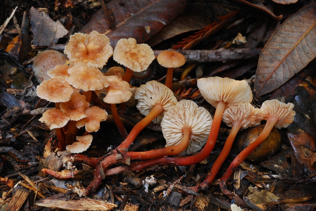 Red-stemmed Gymnopus (Hongos de la zona central de Chile) · iNaturalist