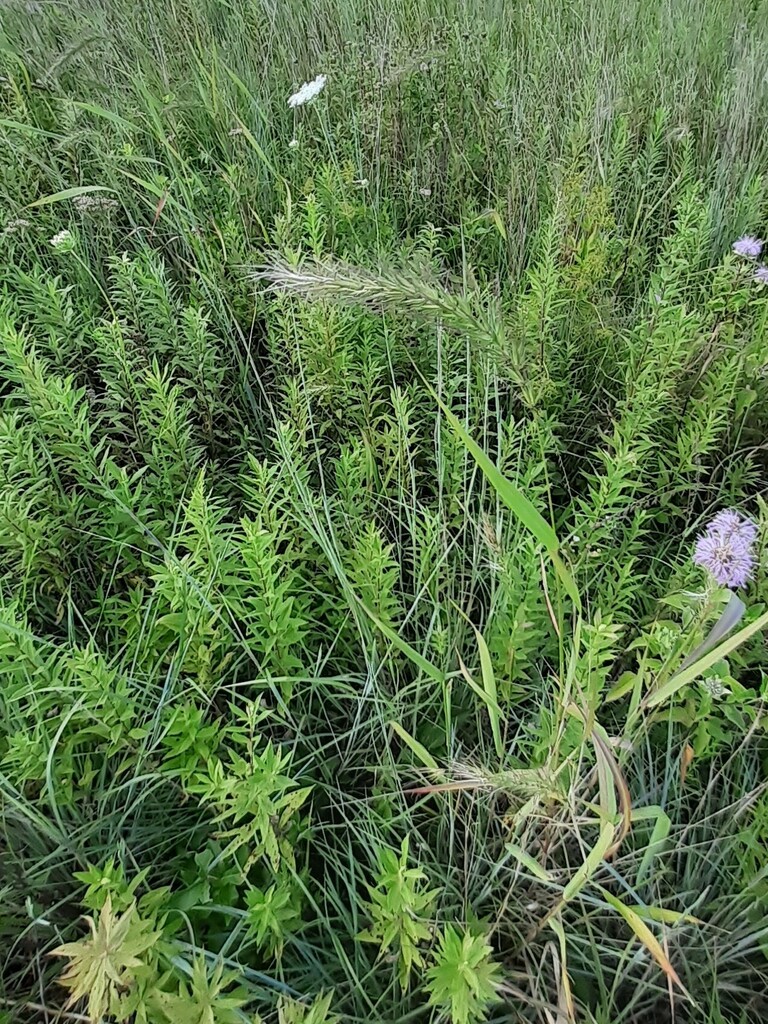 Canada wild rye from 1061 130th Ave, Strawberry Point, IA 52076, USA on ...
