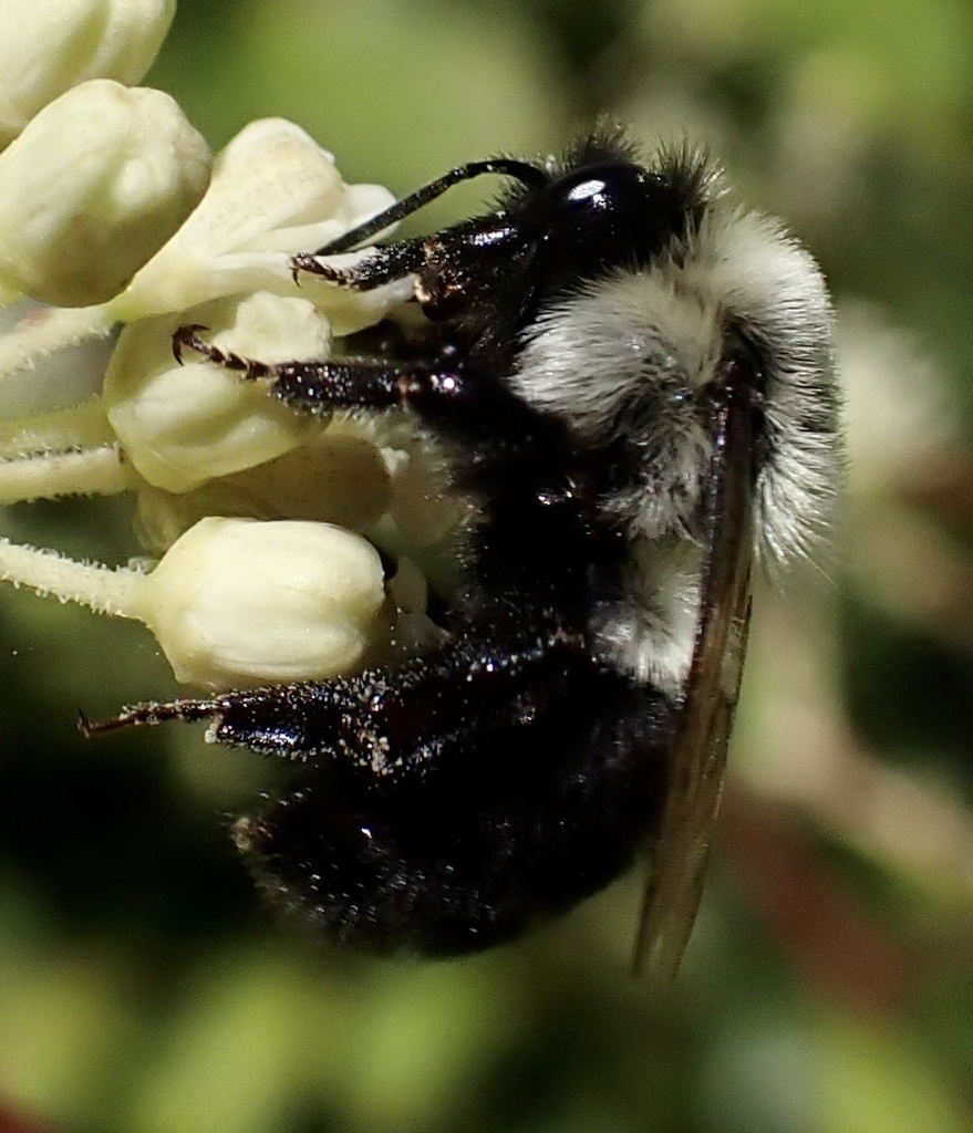 Common Eastern Bumble Bee from Eupora, MS, US on August 7, 2022 at 03: ...