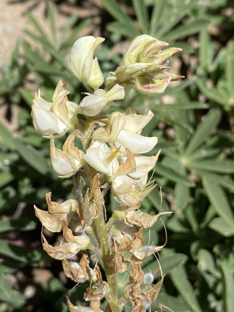 lupines from Mt. Rose Wilderness, Incline Village, NV, US on August 6 ...
