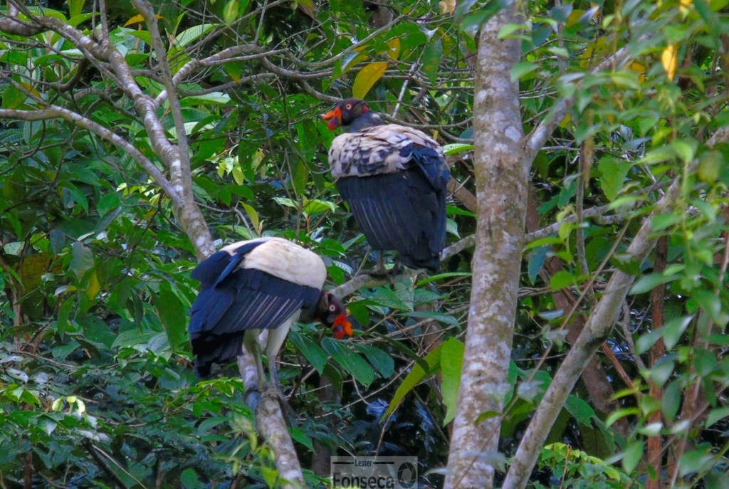 King Vulture from Indio Maíz Biological Reserve on August 7, 2022 at 07 ...