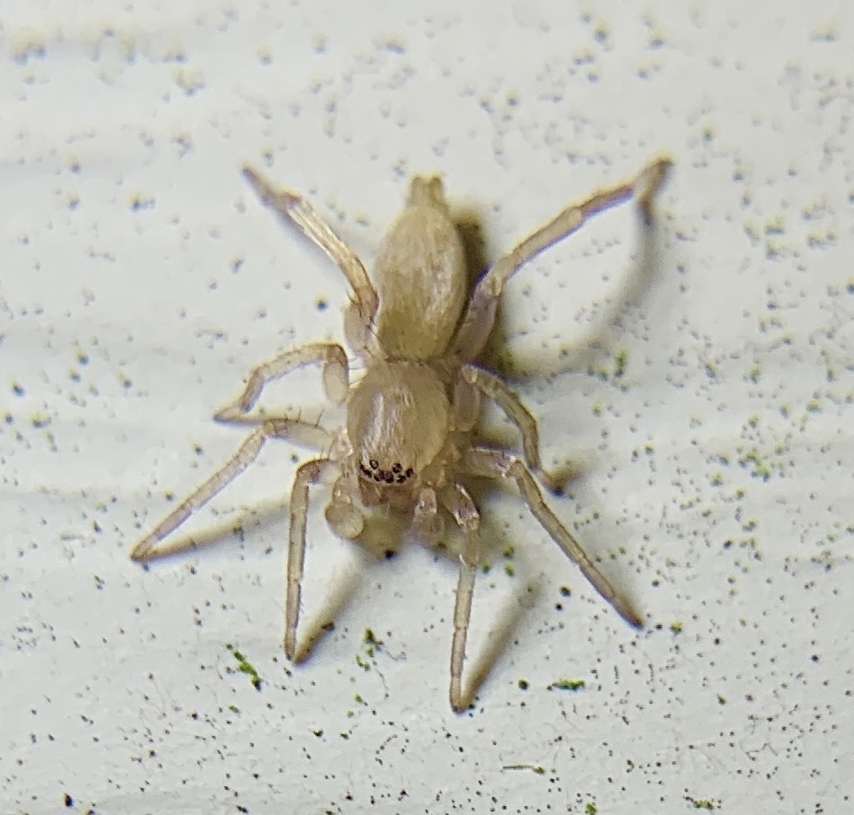 Northern Yellow Sac Spider from Glenlivet St, Howell, MI, US on August ...