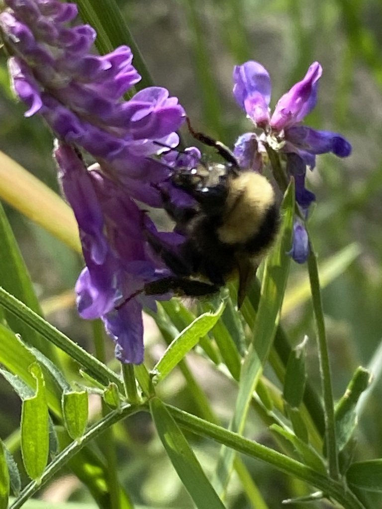 Northern Amber Bumble Bee from Hwy 11/17 at Coldwater Creek, Dorion, ON ...