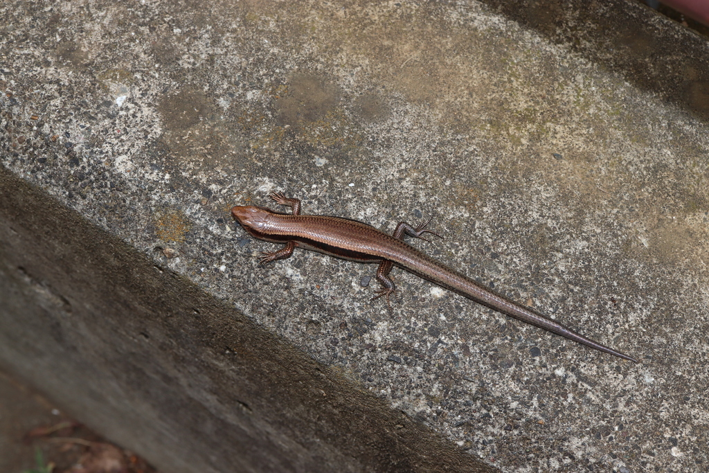 Japanese five-lined skink from Район Тоцука, Иокогама, Канагава, Япония ...