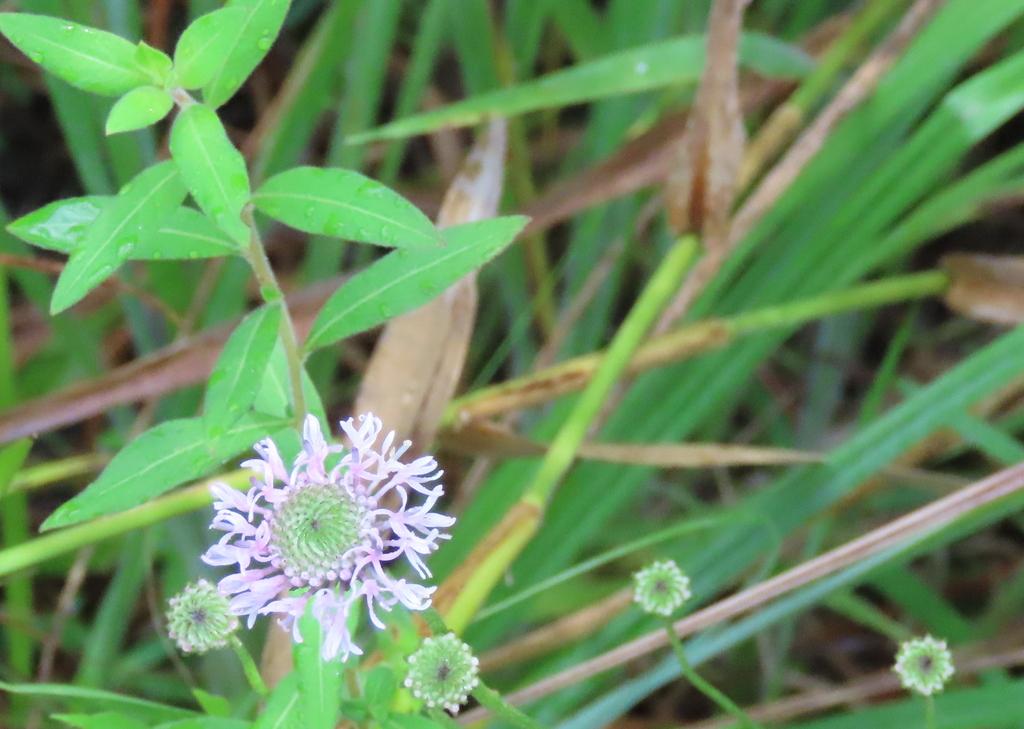 Grassleaf Barbara's-Buttons from 527 Co Rd 4777, Warren, TX 77664, USA ...