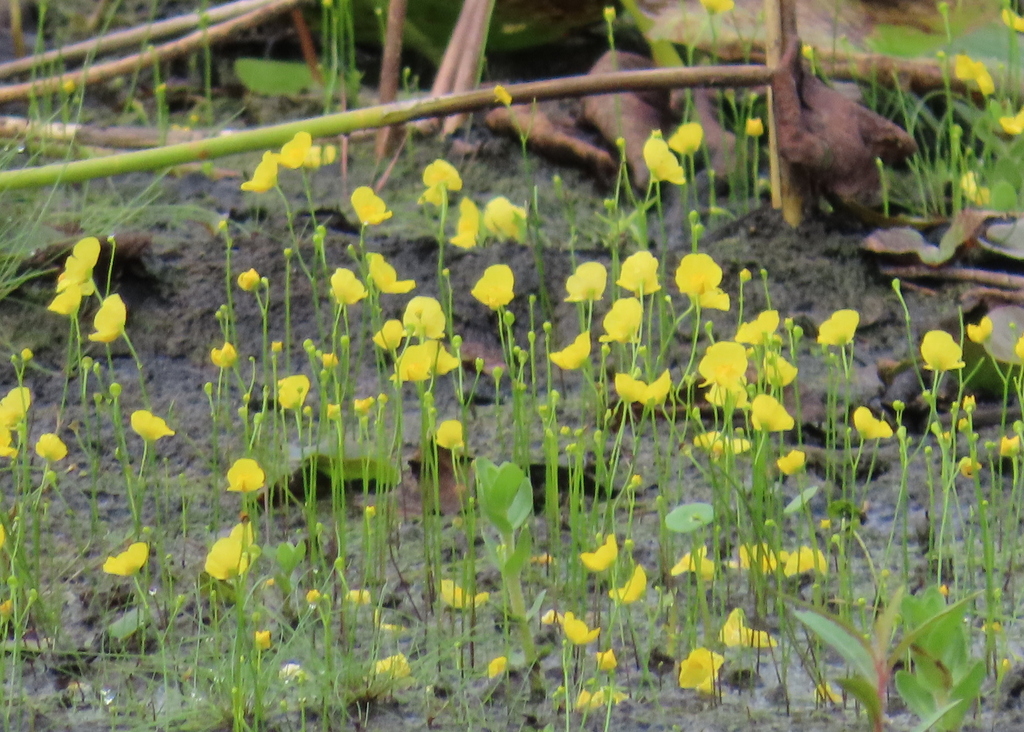 humped bladderwort from Tyler County, TX, USA on August 6, 2022 by ...
