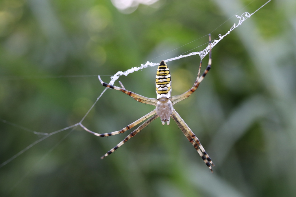 Wasp Spider from Район Тоцука, Иокогама, Канагава, Япония on August 7 ...